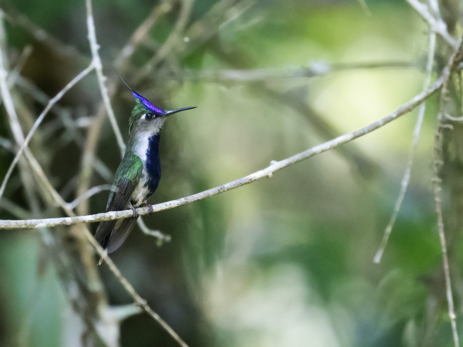 Picaflor copetón | Descripción – Guía de aves de la Provincia de Misiones