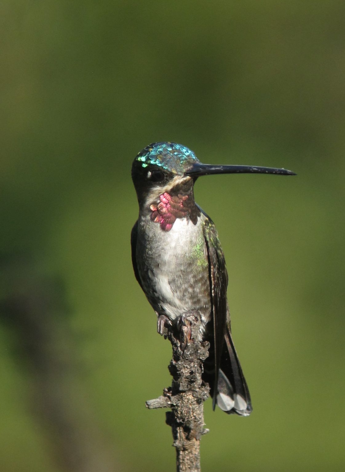 Picaflor picudo | Descripción – Guía de aves de Misiones