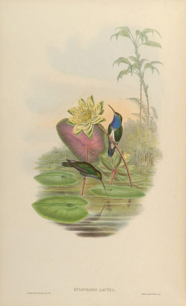 Picaflor de pecho azul (Amazilia lactea) – Guía de aves de Misiones