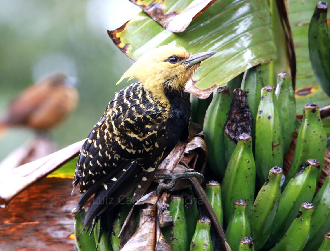 Carpintero Copete Amarillo | Descripción – Guía de aves de Misiones