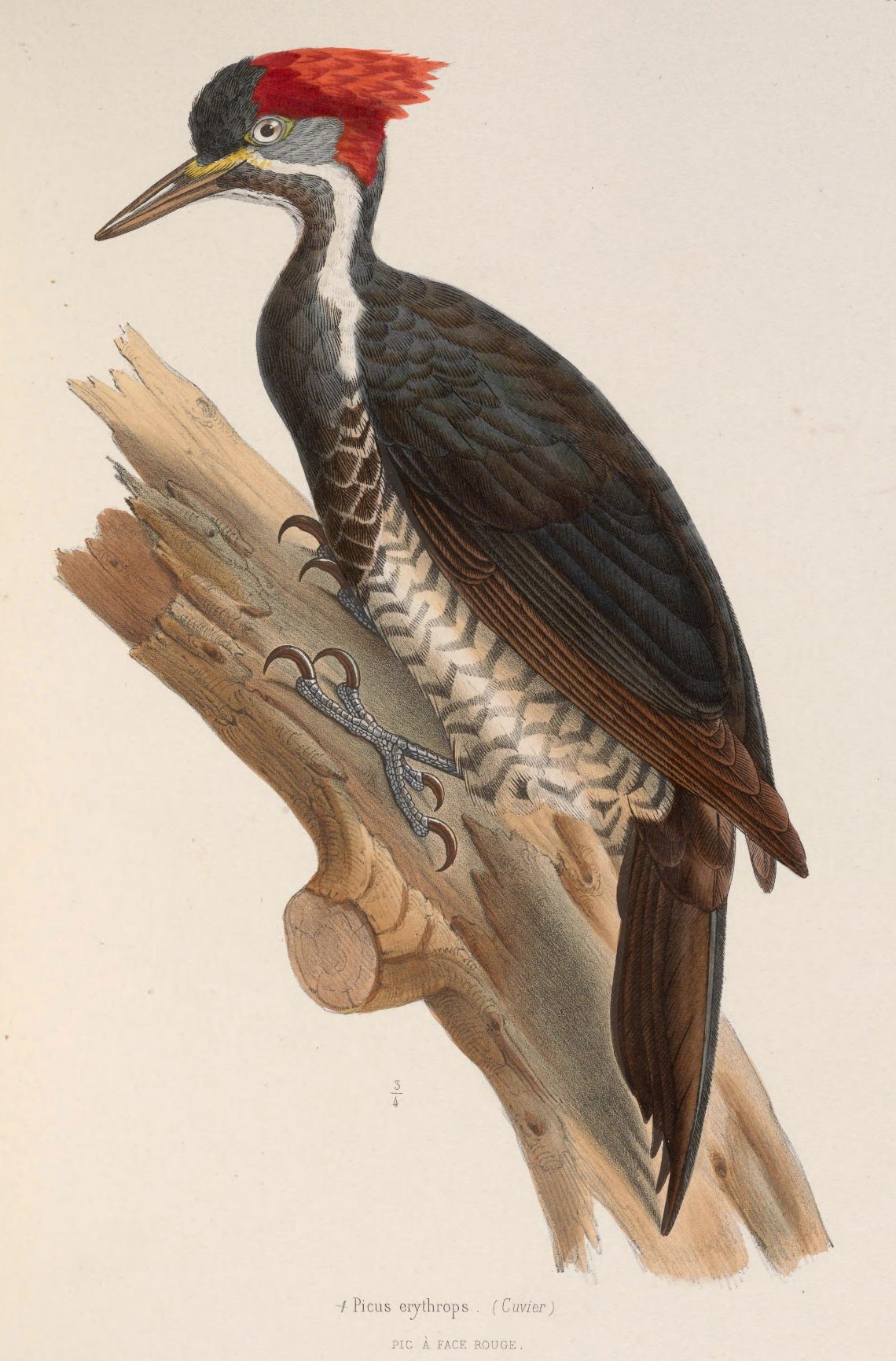 Carpintero garganta estriada (Dryocopus lineatus) – Guía de aves de ...