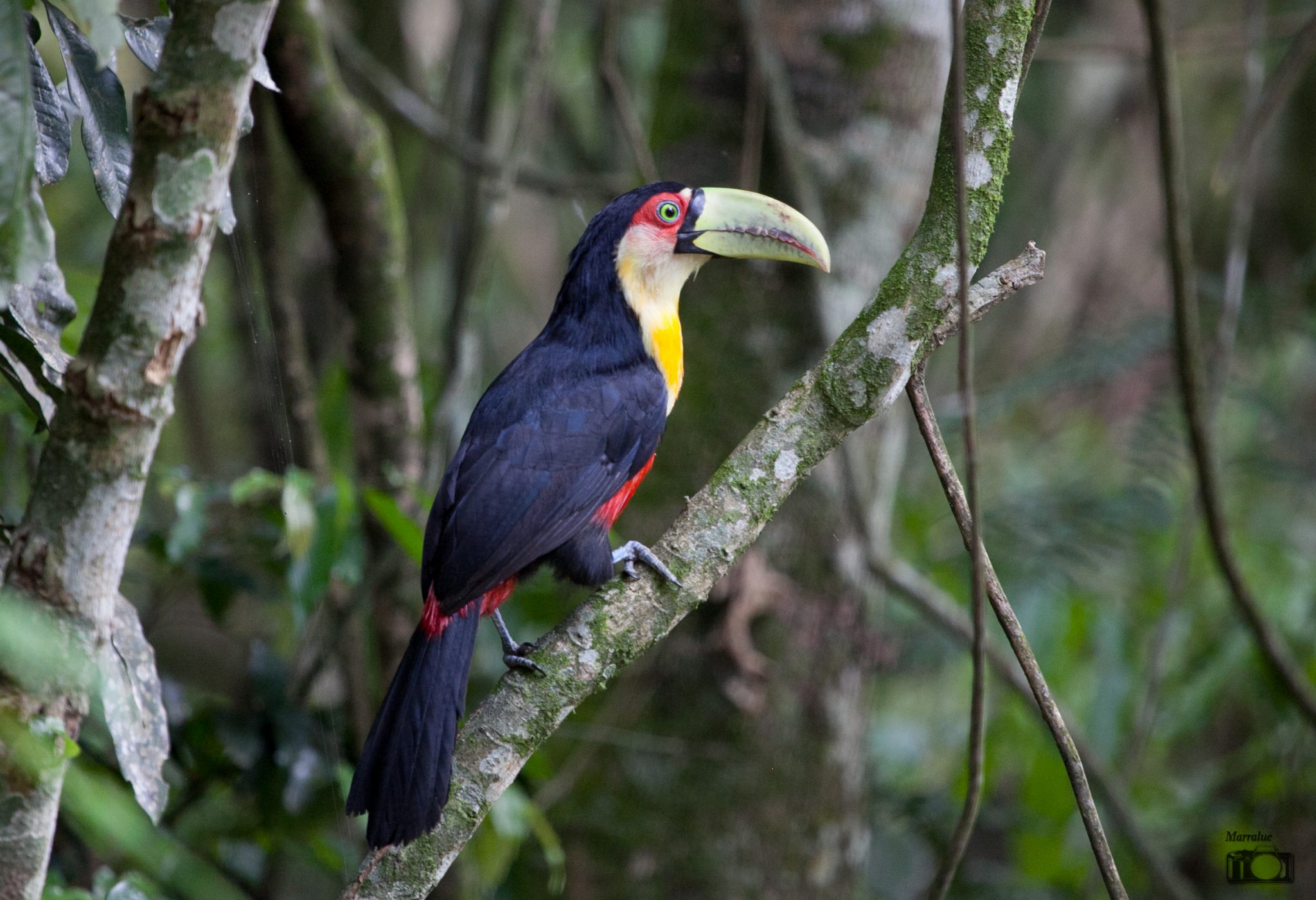 Tucán de pico verde | Descripción – Guía de aves de Misiones