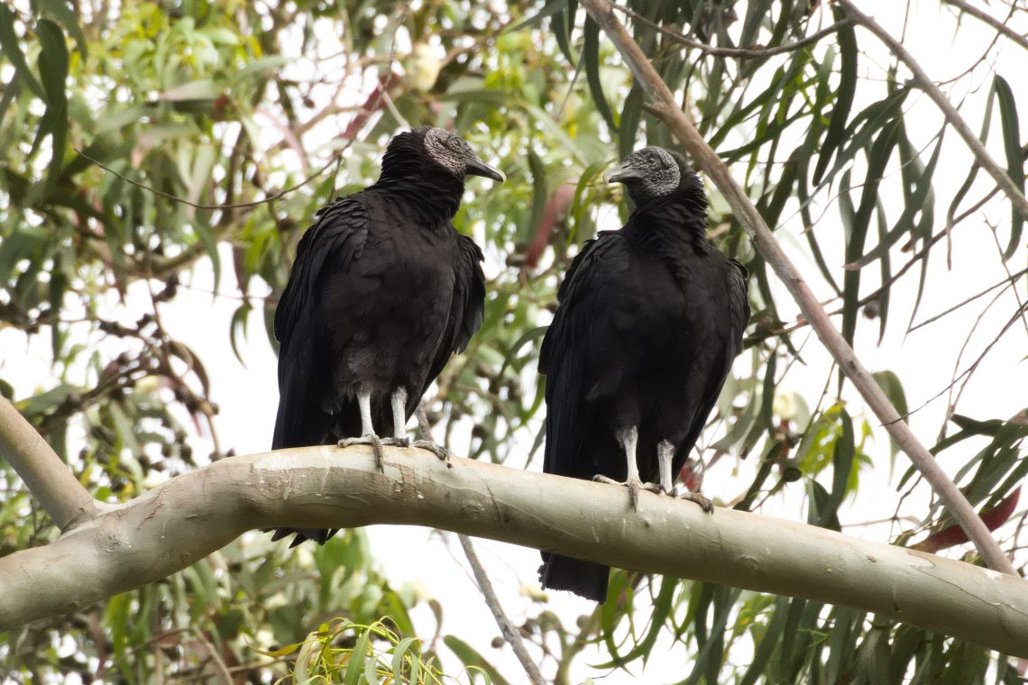 Jote cabeza negra | Descripción – Guía de aves de Misiones