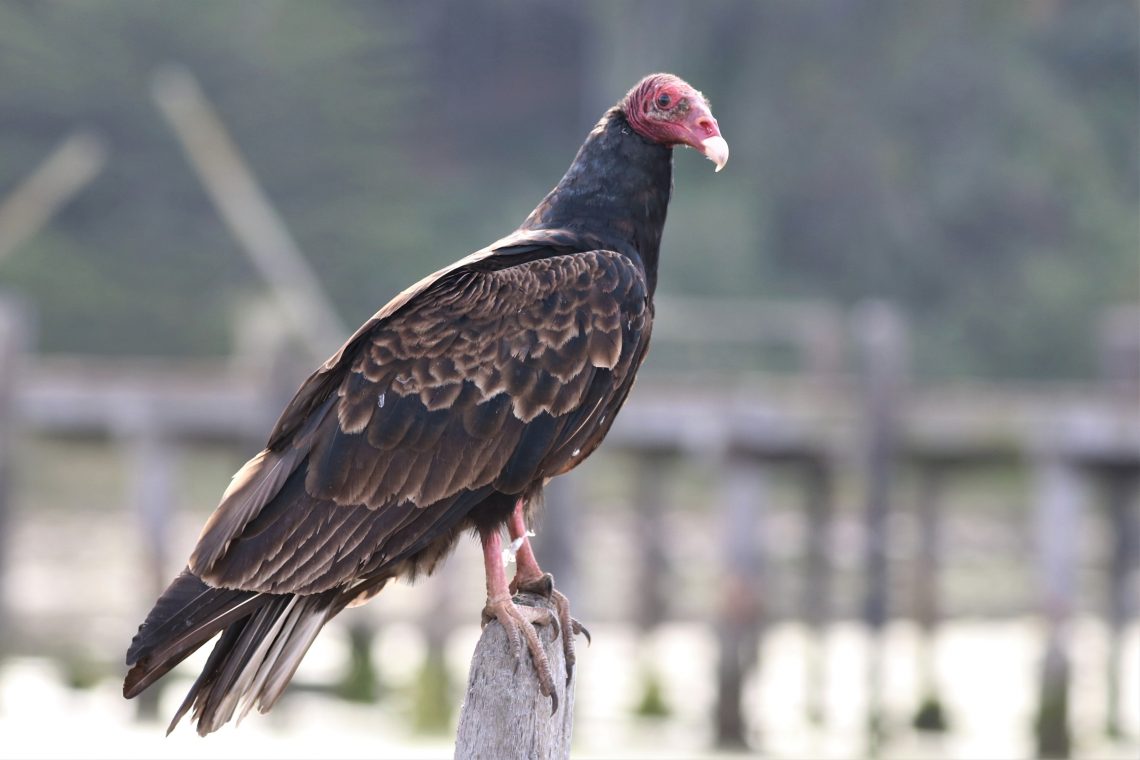 Jote cabeza colorada | Descripción – Guía de aves de Misiones