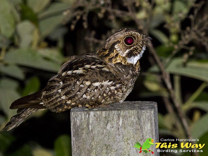 Atajacaminos chico | Descripción – Guía de aves de la Provincia de Misiones