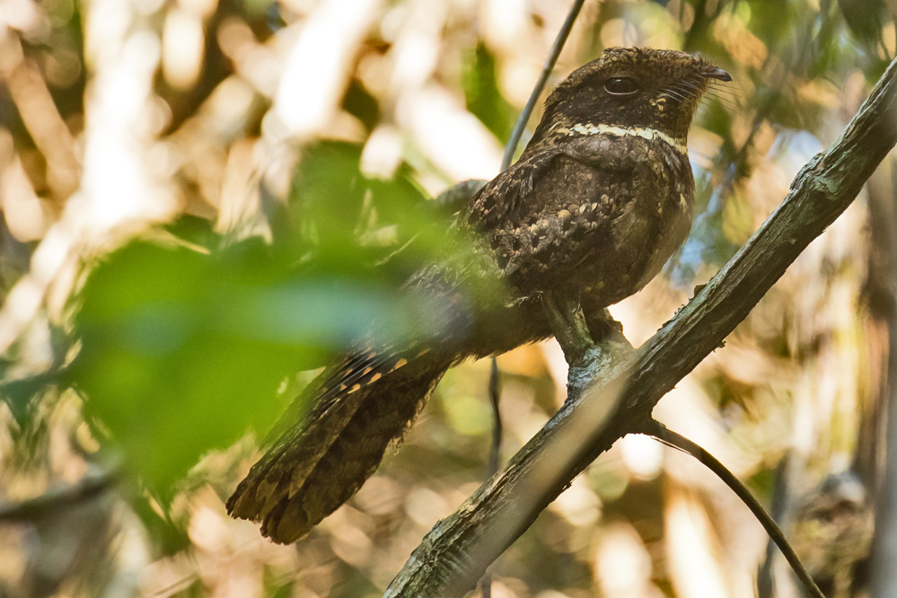 Atajacaminos colorado | Descripción – Guía de aves de Misiones