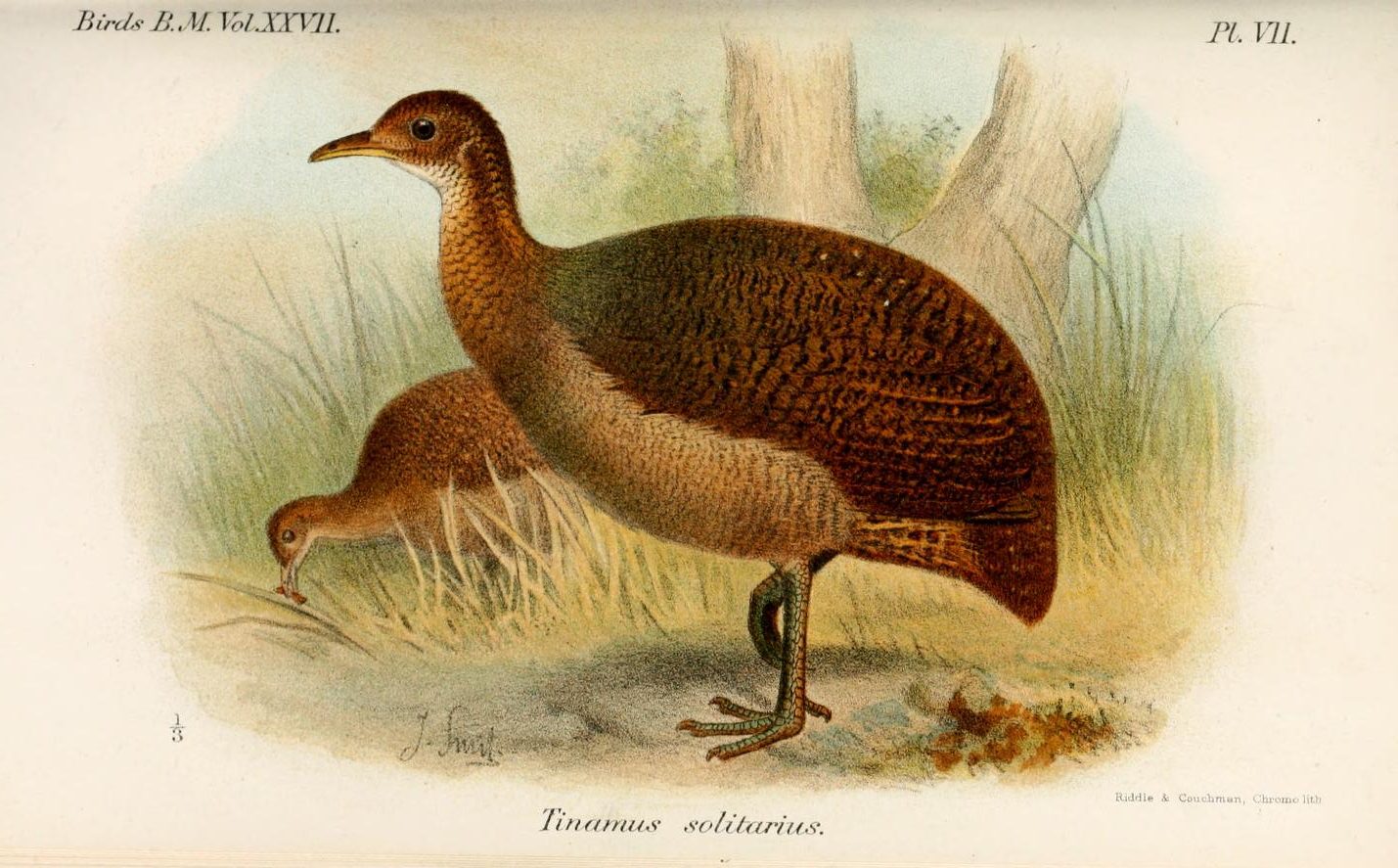 Macuco (Tinamus solitarius) – Guía de aves de la Provincia de Misiones